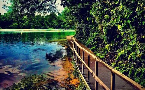 7 Things To Do in MacRitchie Reservoir Park [2025]