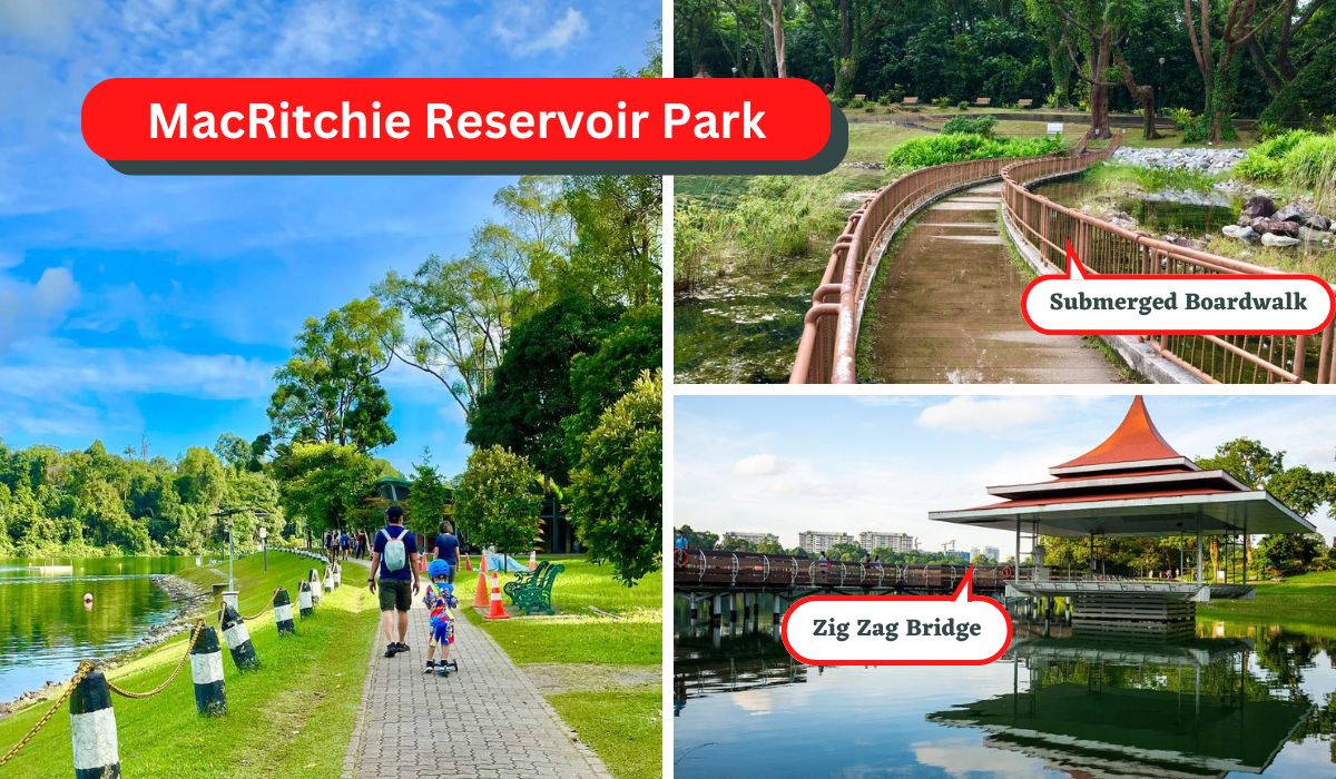 7 Things To Do in MacRitchie Reservoir Park [2025]