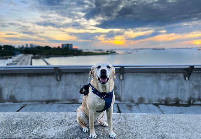 7 Best Dog Friendly Nature Trails and Parks In Singapore [2025]