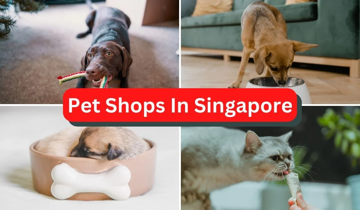 8 Best Pet Shops in Singapore [2025] – For toys, food and treats