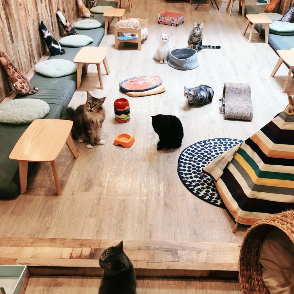 11 Best Cat Cafes in Singapore [2024]